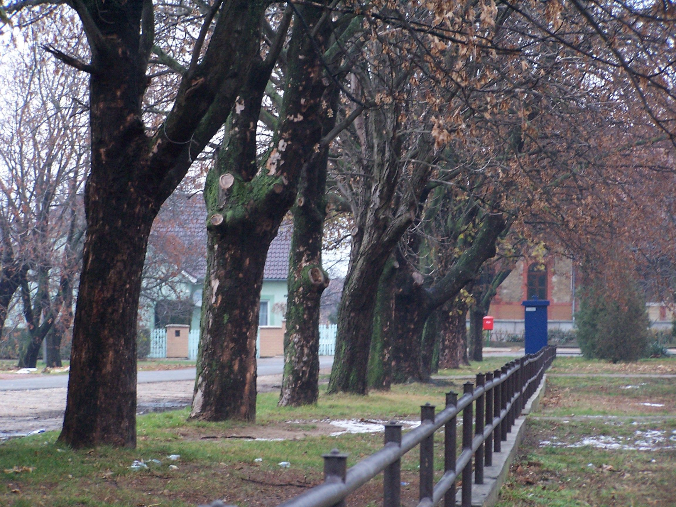 Védett juharfa sor, Délegyháza